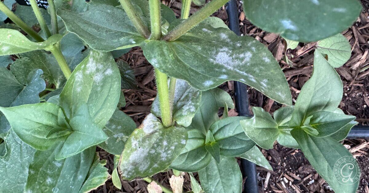 How to Prevent and Treat Powdery Mildew in Your Garden