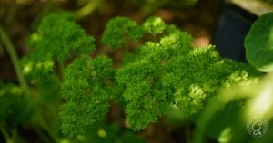 How to Grow Parsley - Growing In The Garden