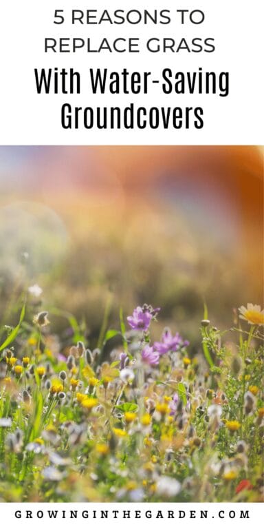 5 Reasons to Replace Grass With Water-Saving Groundcovers - Growing In ...