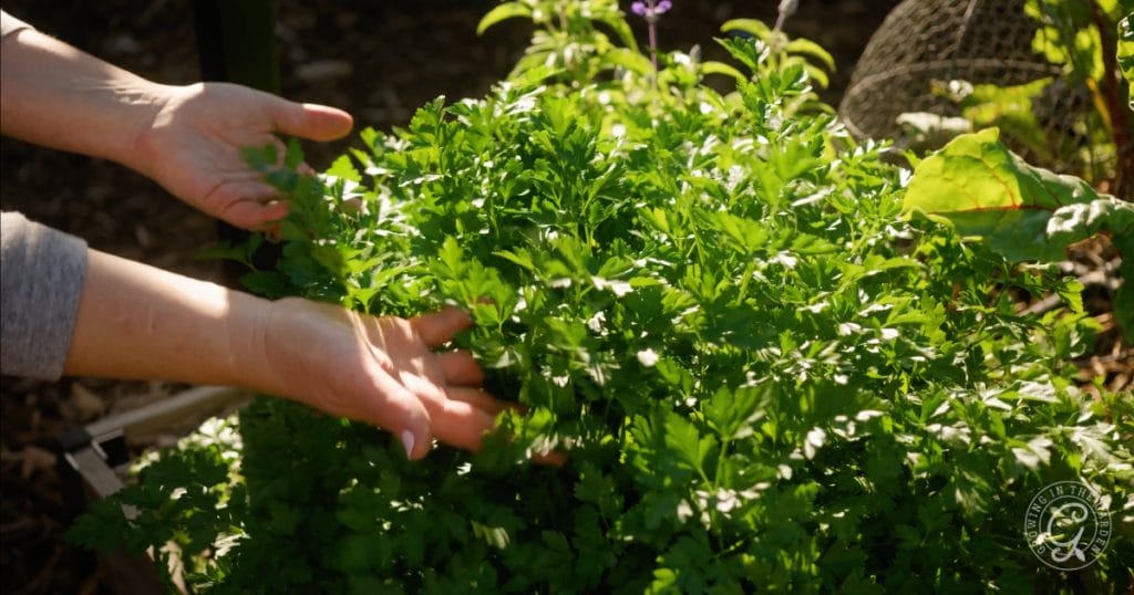 How to Grow Parsley - Growing In The Garden
