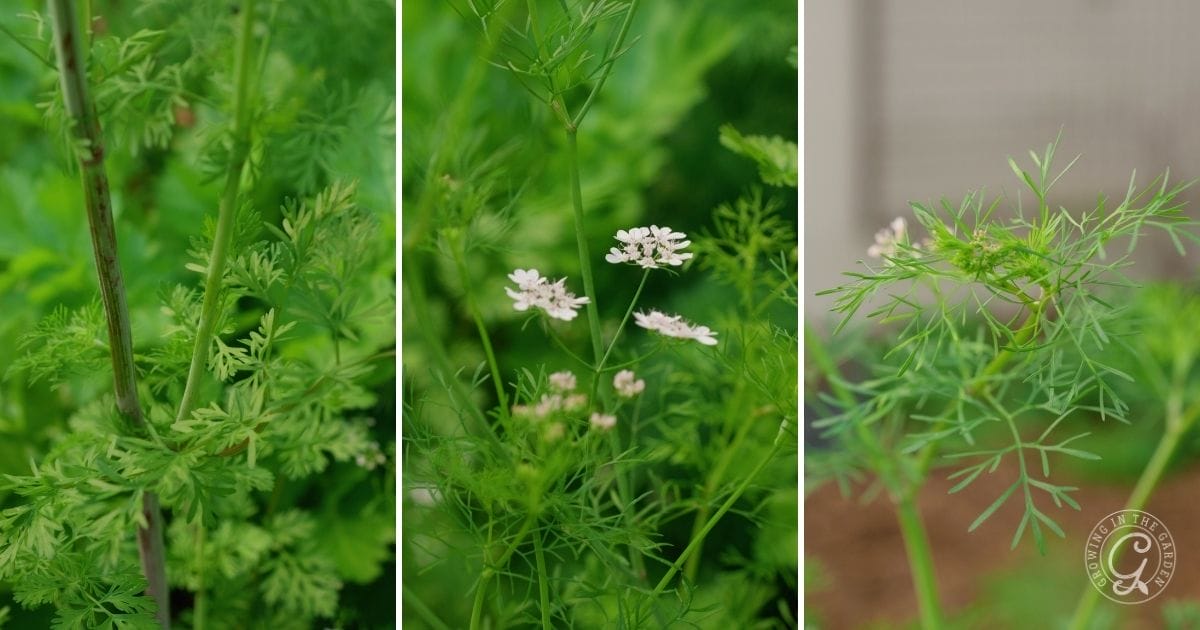 How to Grow Cilantro and Prevent It from Bolting - Growing In The Garden