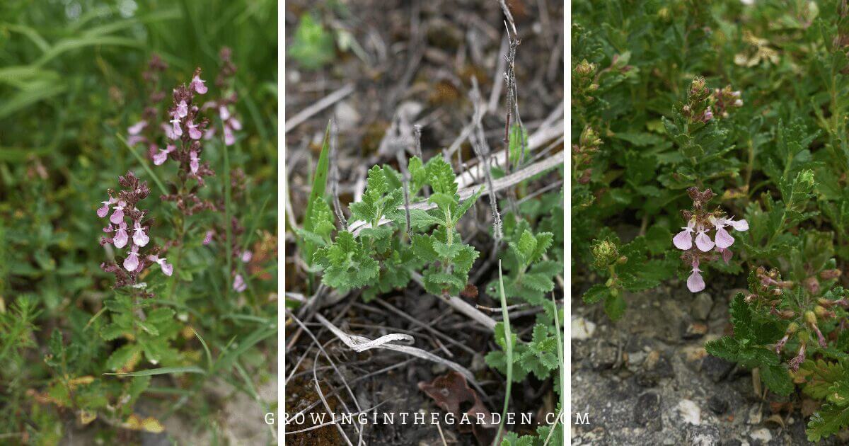 Lawn Alternatives: 10 Low-Water-Use Groundcovers for Hot Climates ...