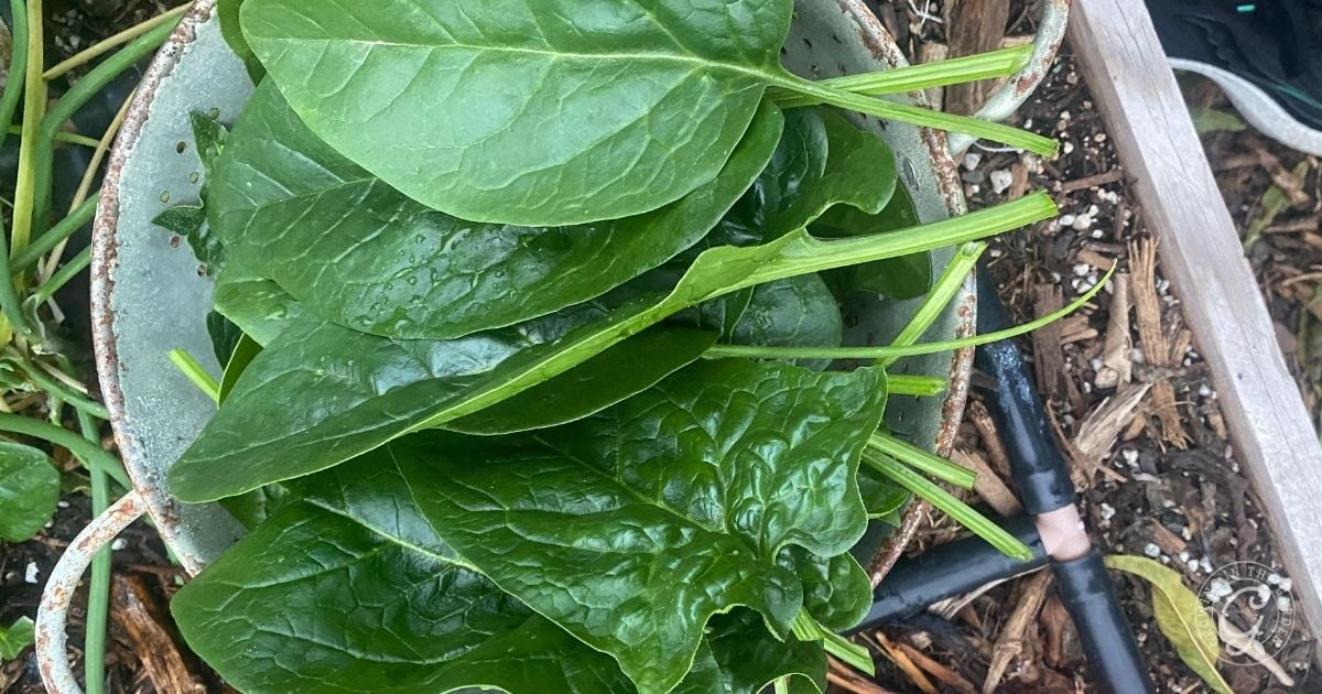 Tips for Successful Spinach Planting