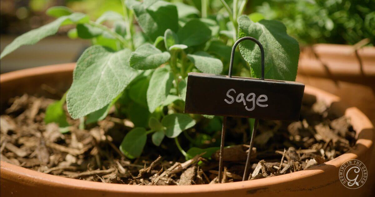 How to Grow Sage: A Complete Guide