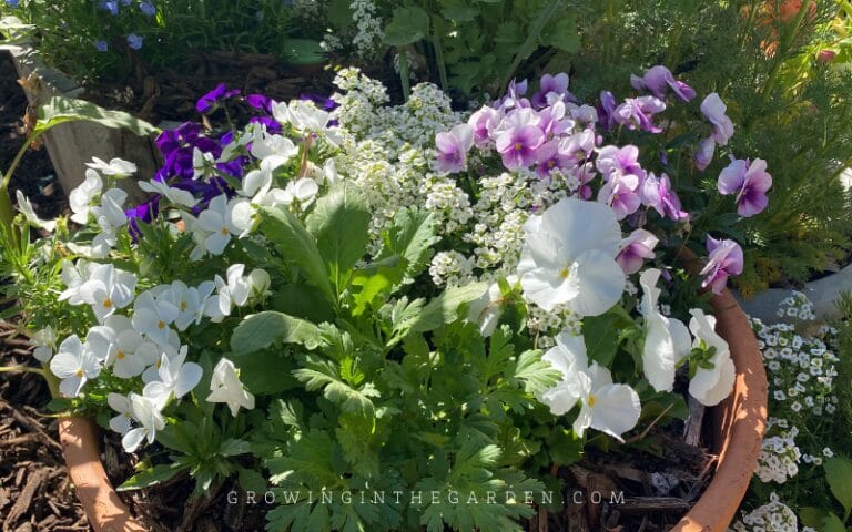 How to Grow Violas - Growing In The Garden