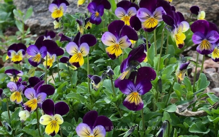 How to Grow Violas - Growing In The Garden