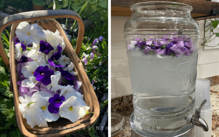 How to Grow Violas - Growing In The Garden