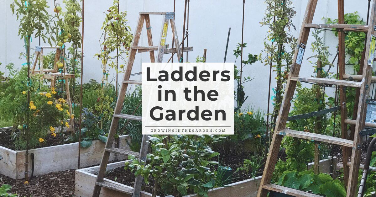 How to Use Ladders in the Garden - Growing In The Garden
