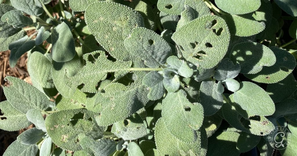 How to Grow Sage: A Complete Guide