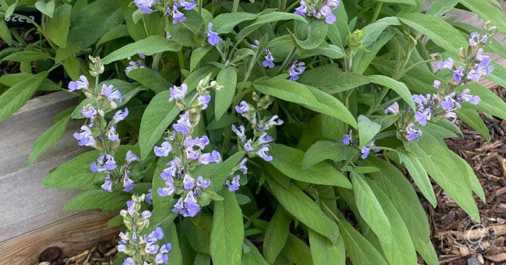 How to Grow Sage: A Complete Guide