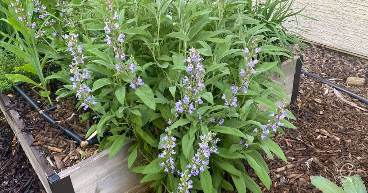 How to Grow Sage: A Complete Guide