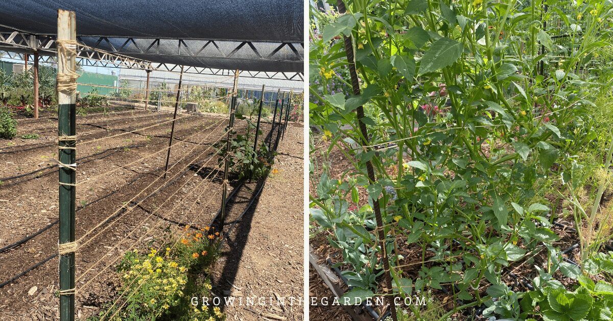 Ten Creative Ideas for Vertical Gardening - Growing In The Garden