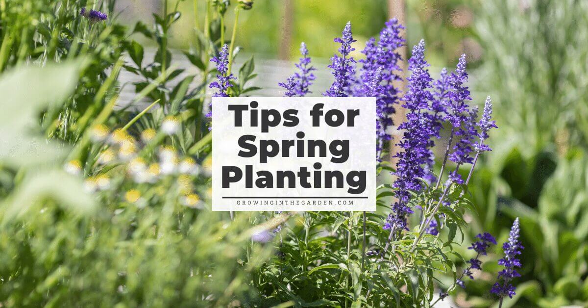 Tips for Spring Planting - Spring Garden Checklist - Growing In The Garden