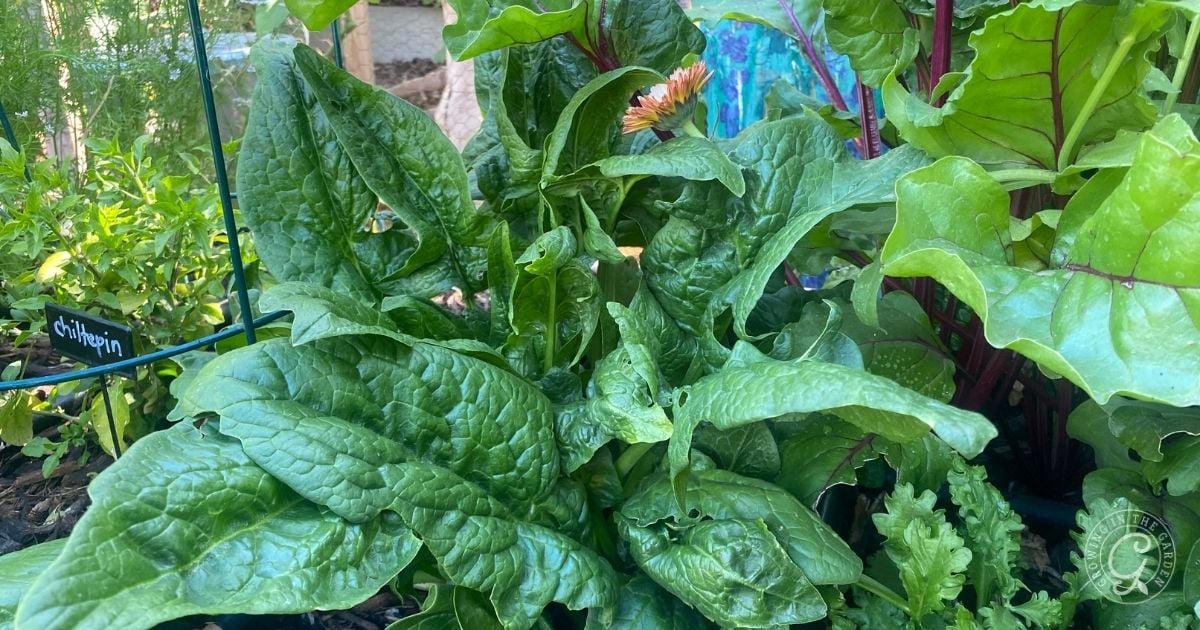 Tips for Successful Spinach Planting