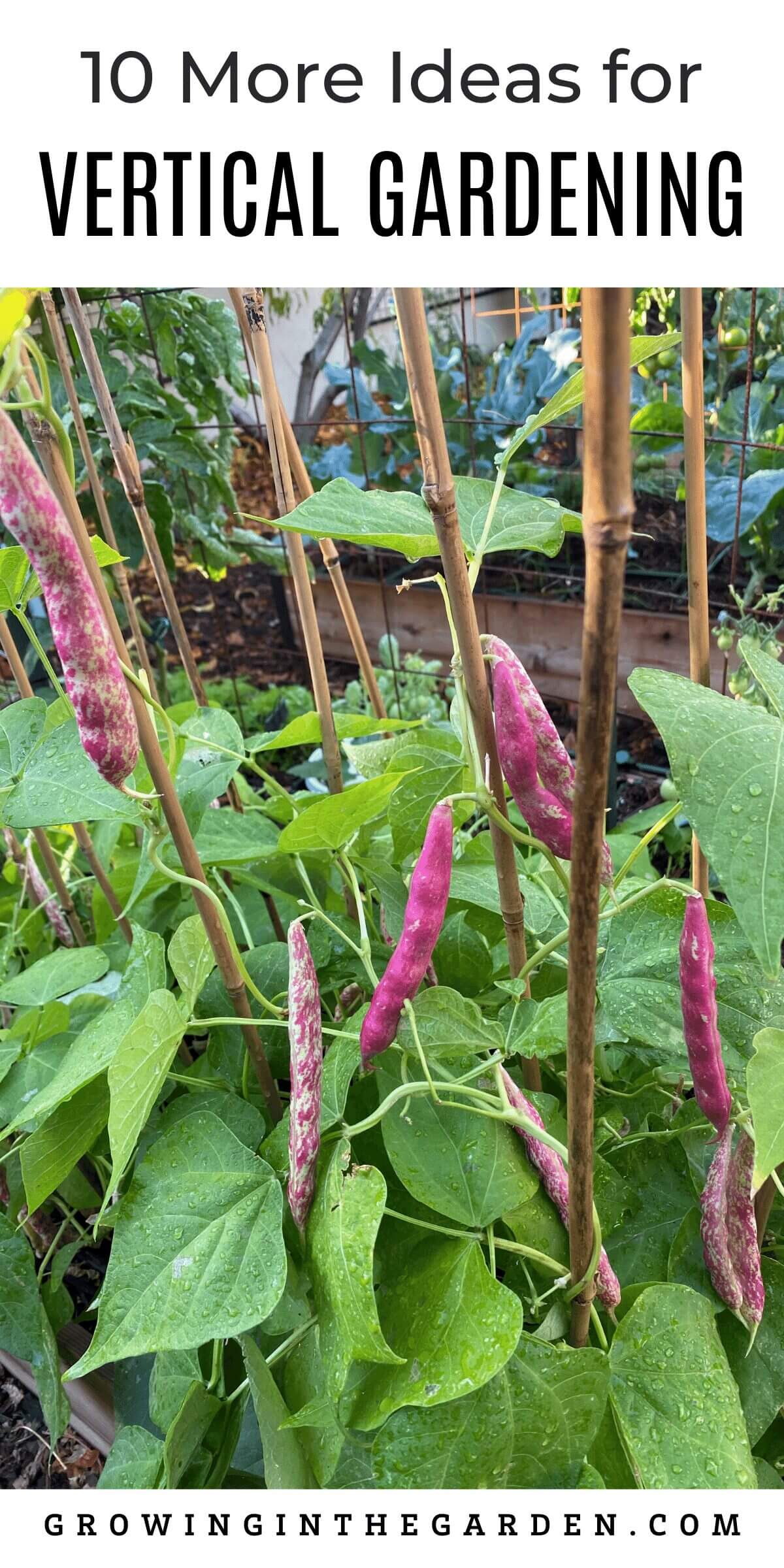 Ten More Ideas for Vertical Gardening - Growing In The Garden