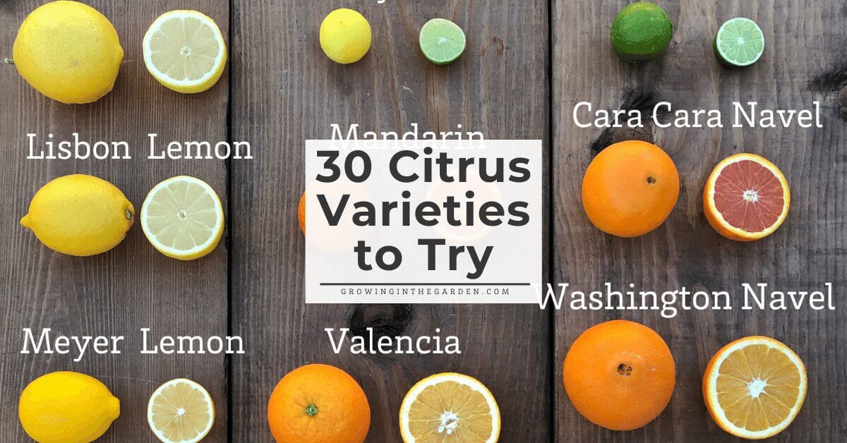 Types of Citrus Trees - Varieties of Citrus - Growing In The Garden