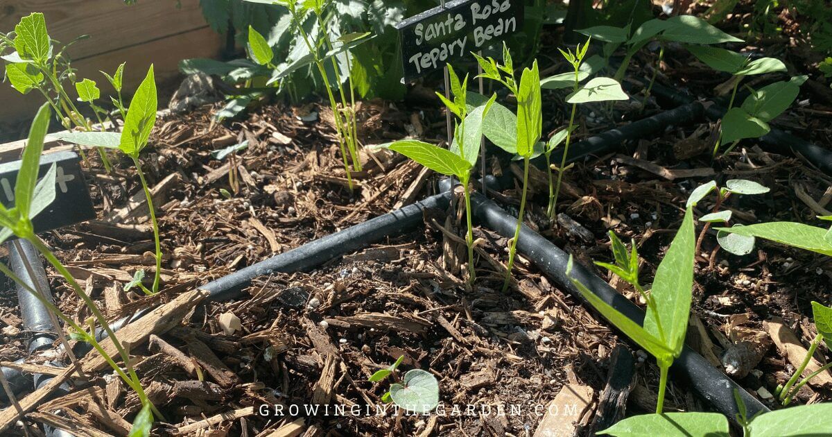 How to Grow Tepary Beans - Growing In The Garden