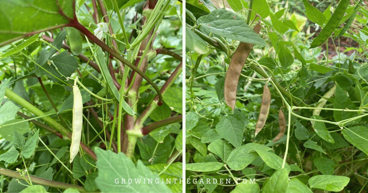 How to Grow Tepary Beans - Growing In The Garden