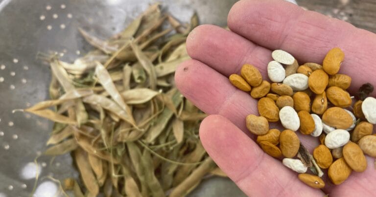 How to Grow Tepary Beans - Growing In The Garden