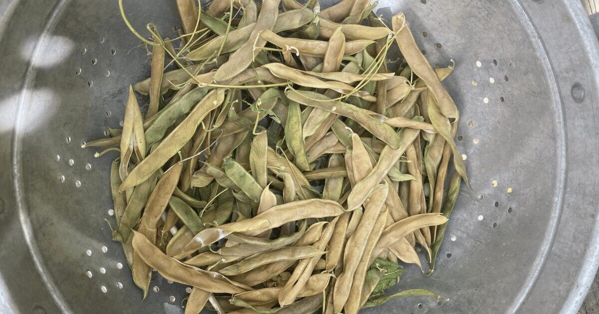 How to Grow Tepary Beans - Growing In The Garden