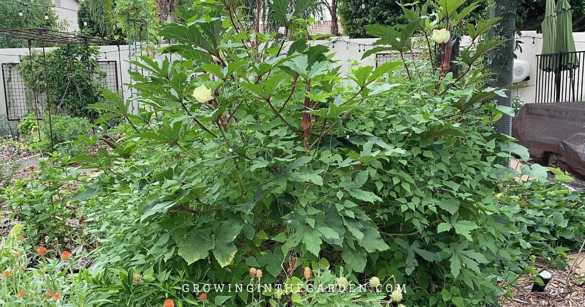 How to Grow Tepary Beans - Growing In The Garden