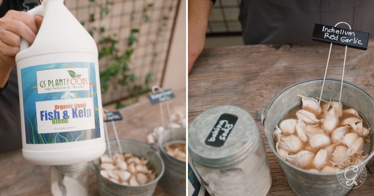 How to Grow Garlic: Tips for Success - Growing In The Garden