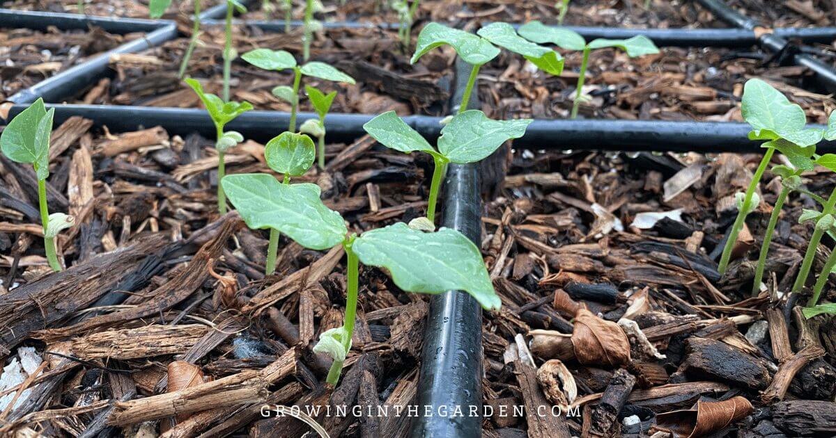 Heat-Tolerant Cover Crops: A Summer Gardening Alternative - Growing In ...