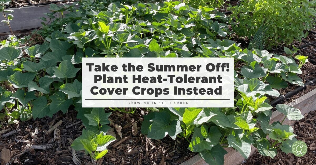 Heat-Tolerant Cover Crops: A Summer Gardening Alternative - Growing In ...