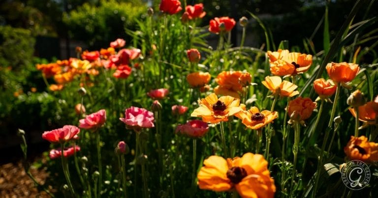 How to Grow Ranunculus (5 Growing Tips) - Growing In The Garden