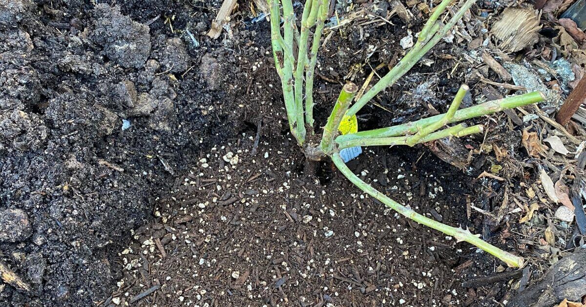 How to Grow Roses in Hot Summer Climates - Growing In The Garden