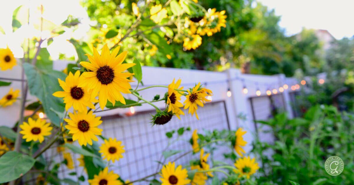 Flower Gardening Basics - Growing In The Garden