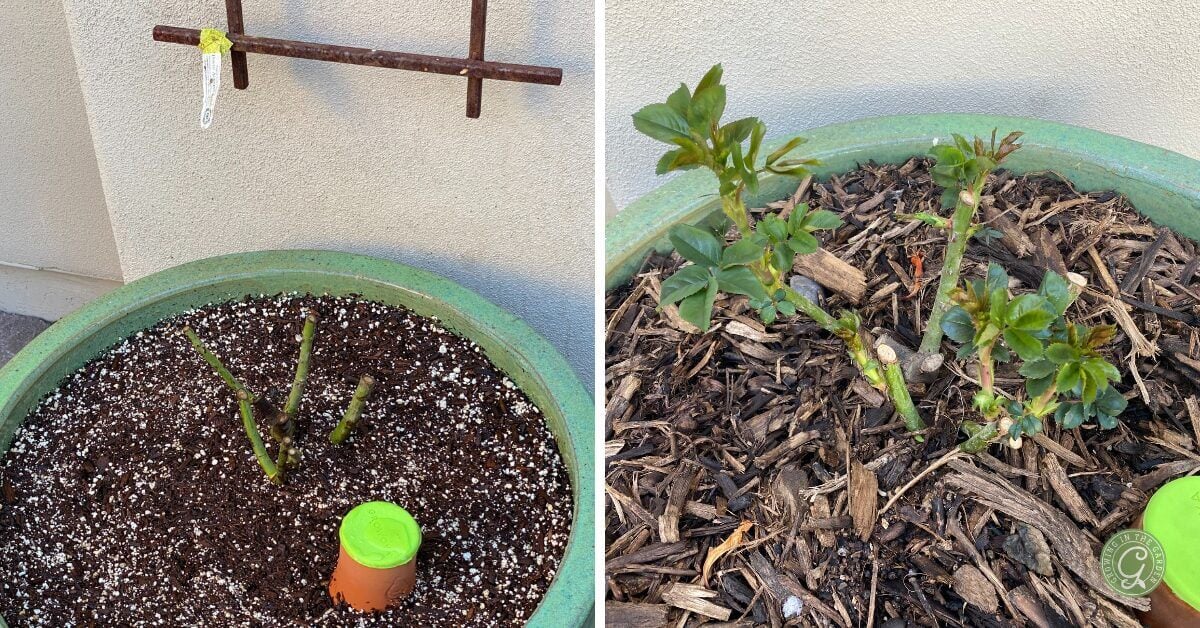 How to Grow Roses in Hot Summer Climates - Growing In The Garden