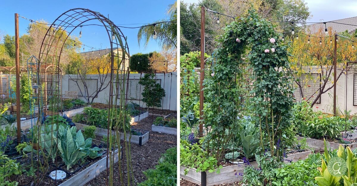 How to Grow Roses in Hot Summer Climates - Growing In The Garden