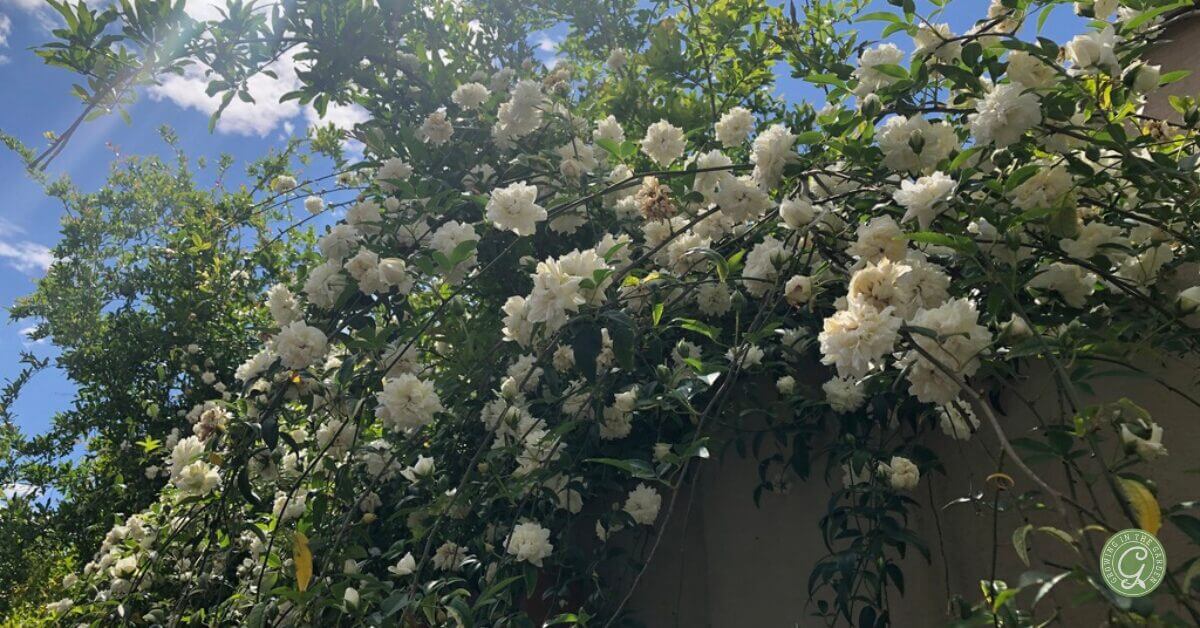 How to Grow Roses in Hot Summer Climates - Growing In The Garden