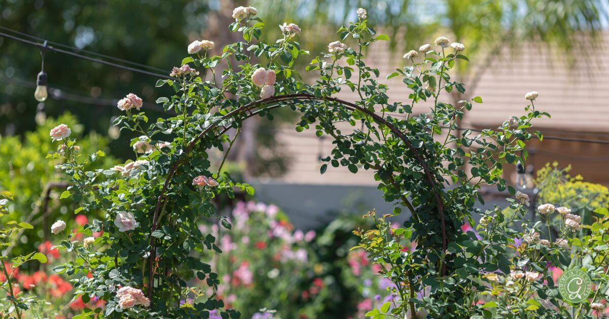 How to Grow Roses in Hot Summer Climates - Growing In The Garden