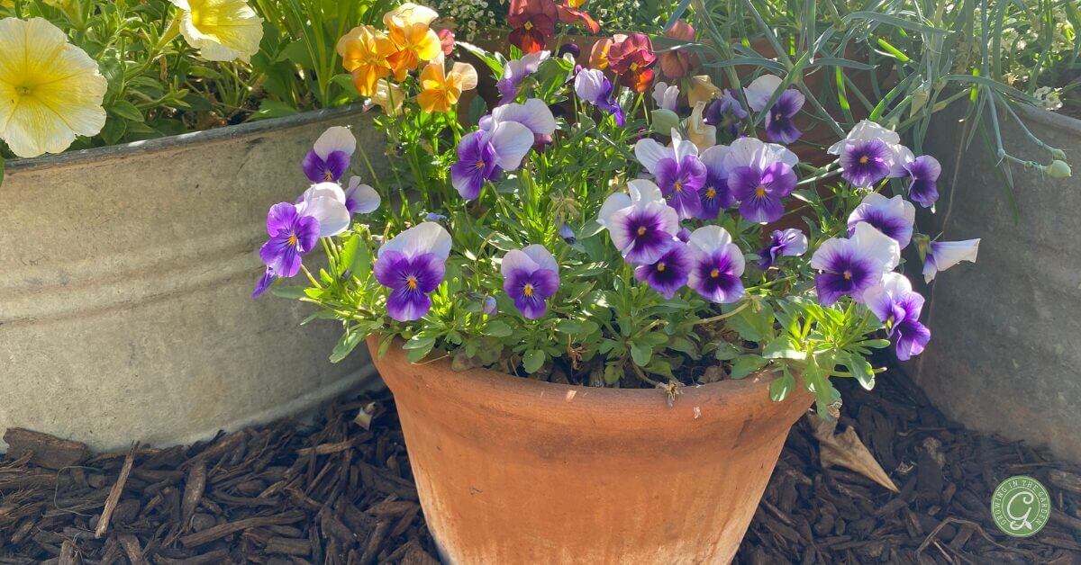 Flower Gardening Basics - Growing In The Garden