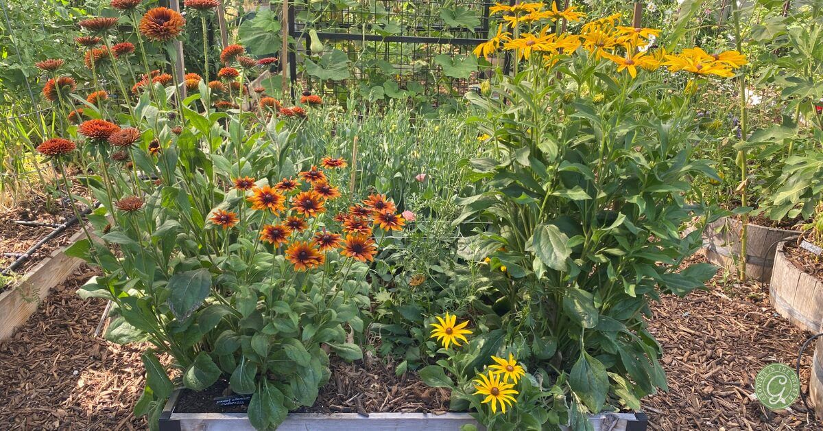 Flower Gardening Basics - Growing In The Garden