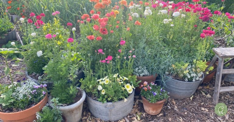 Flower Gardening Basics - Growing In The Garden