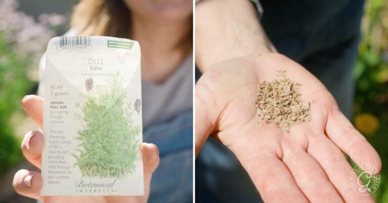 How to Grow Dill: Planting, Growing, and Harvesting Tips - Growing In ...