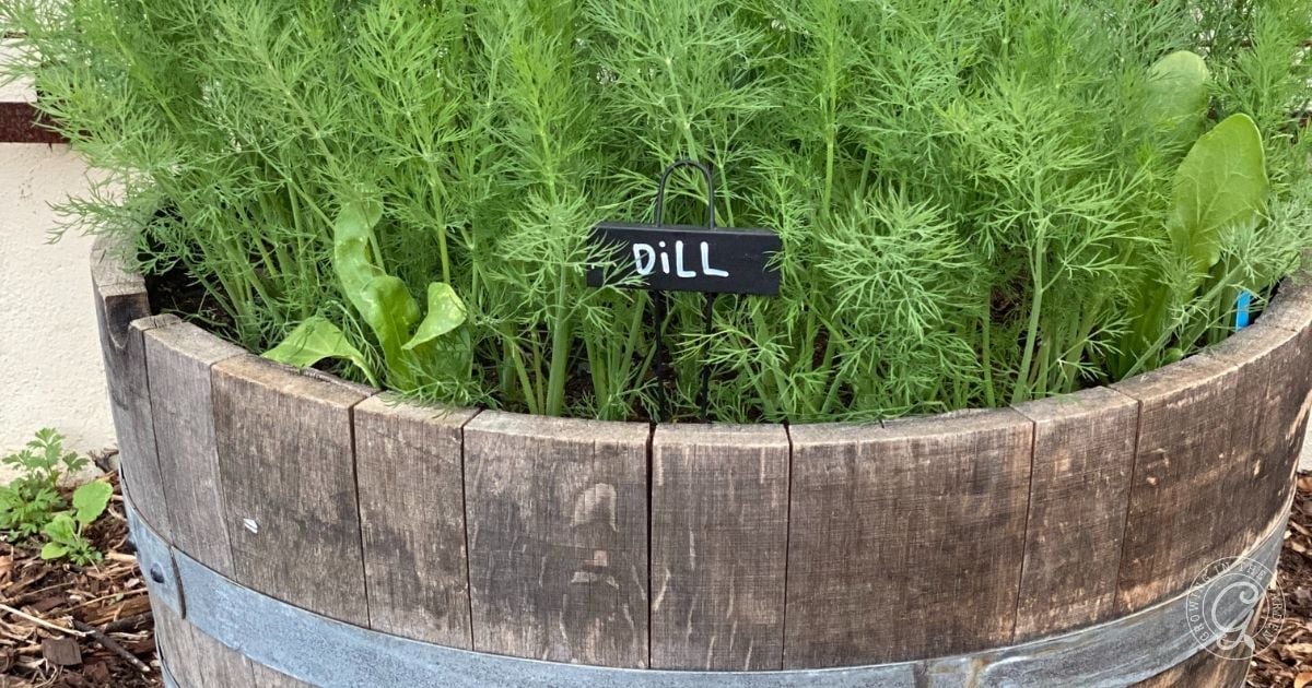 How to Grow Dill: Planting, Growing, and Harvesting Tips - Growing In ...