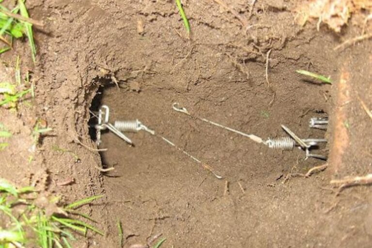5 Steps to Get Rid of Gophers in the Garden - Growing In The Garden