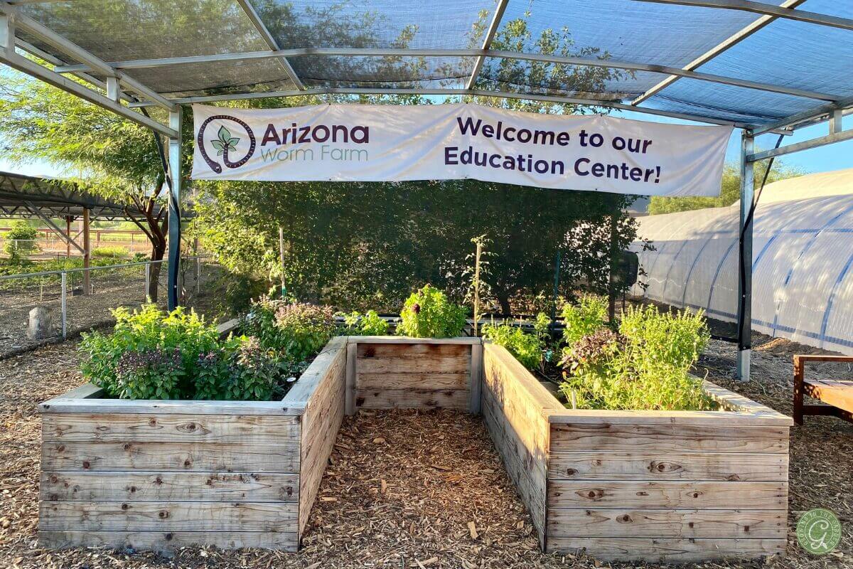 5 Steps to Get Rid of Gophers in the Garden - Growing In The Garden