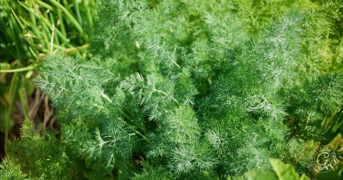How to Grow Dill: Planting, Growing, and Harvesting Tips - Growing In ...