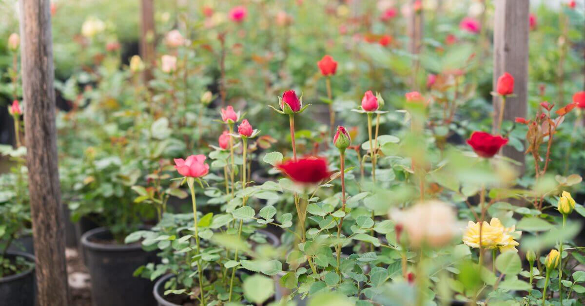 How to Grow Roses in Hot Summer Climates - Growing In The Garden