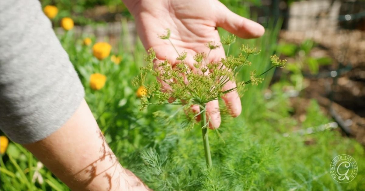 How to Grow Dill: Planting, Growing, and Harvesting Tips - Growing In ...