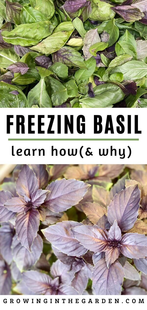 How to Freeze Basil - Growing In The Garden