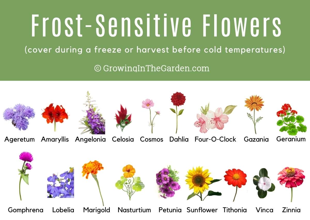 What to Cover in a Freeze: A Guide for Mild Winters - Growing In The Garden