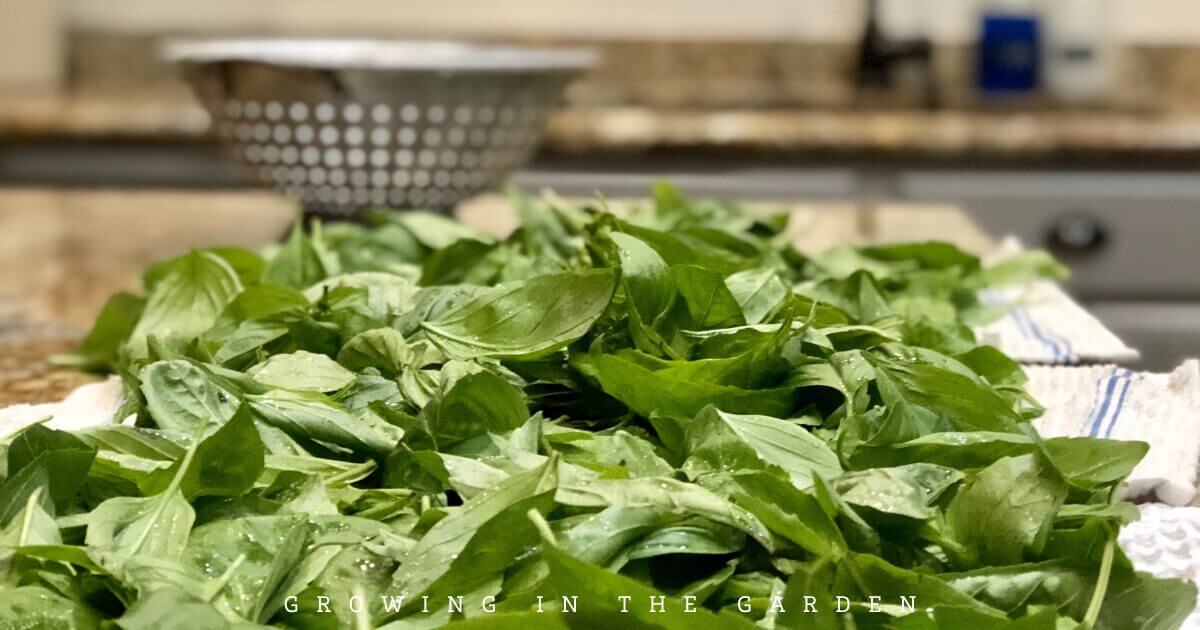 How to Freeze Basil - Growing In The Garden