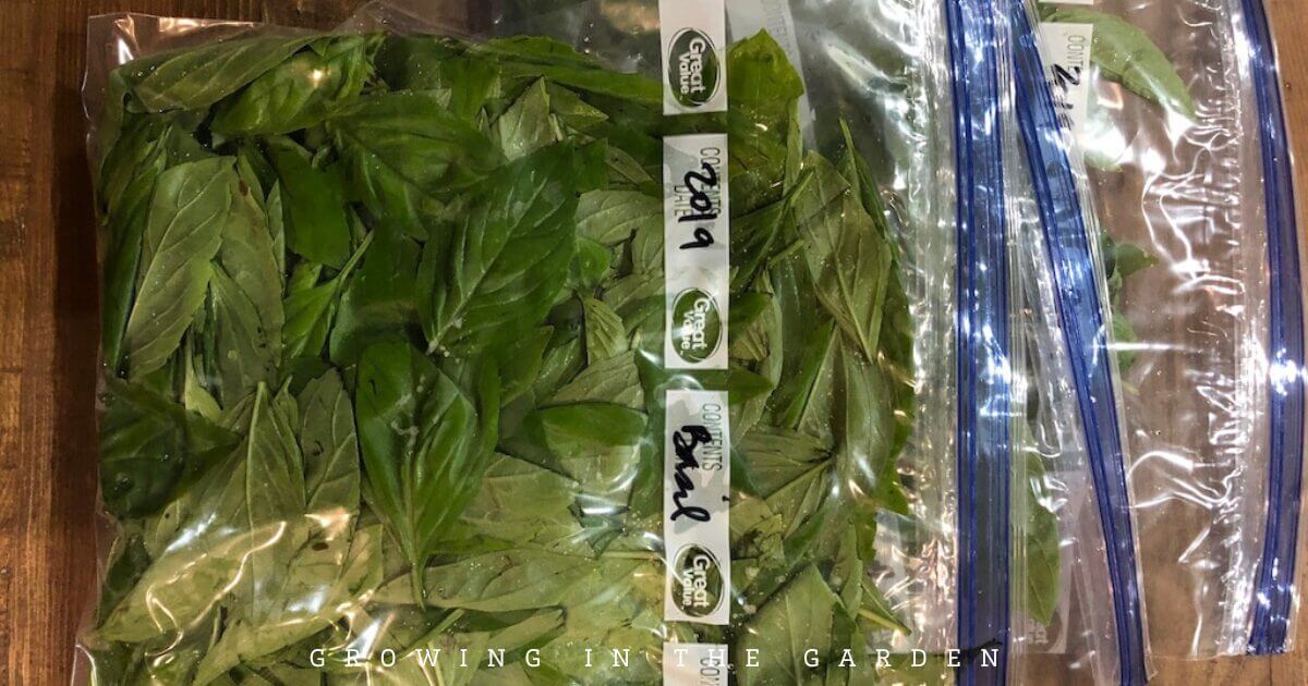 How to Freeze Basil - Growing In The Garden