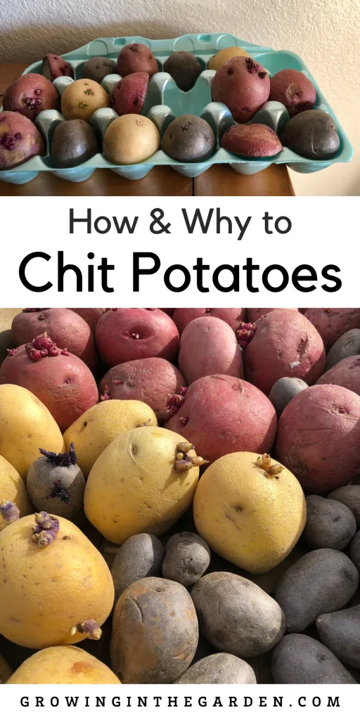 How to Chit Potatoes: A Guide to Sprouting Seed Potatoes - Growing In ...